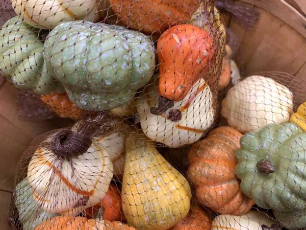 How to Plant and Grow Ornamental and Hardshell Gourds