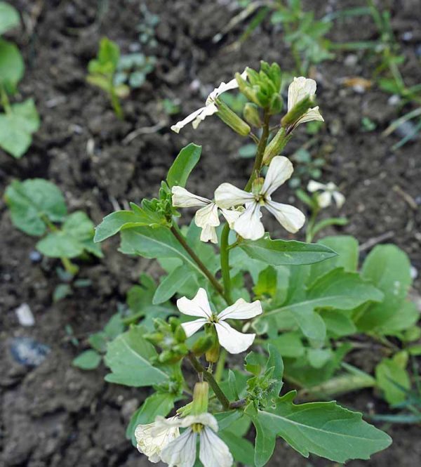 How to Grow Arugula in Your Veggie Patch | Gardener's Path