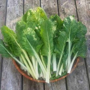 How to Plant and Grow Swiss Chard | Gardener's Path