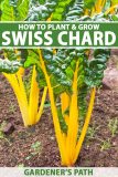How to Plant and Grow Swiss Chard | Gardener's Path