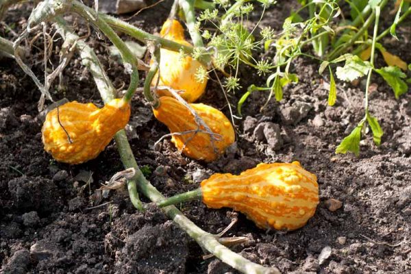 How to Plant and Grow Ornamental and Hardshell Gourds