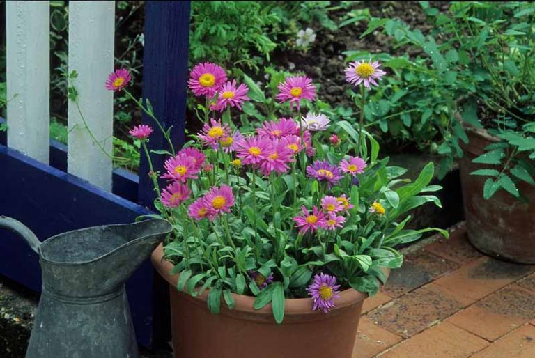 How to Grow and Care for Alpine Aster | Gardener's Path