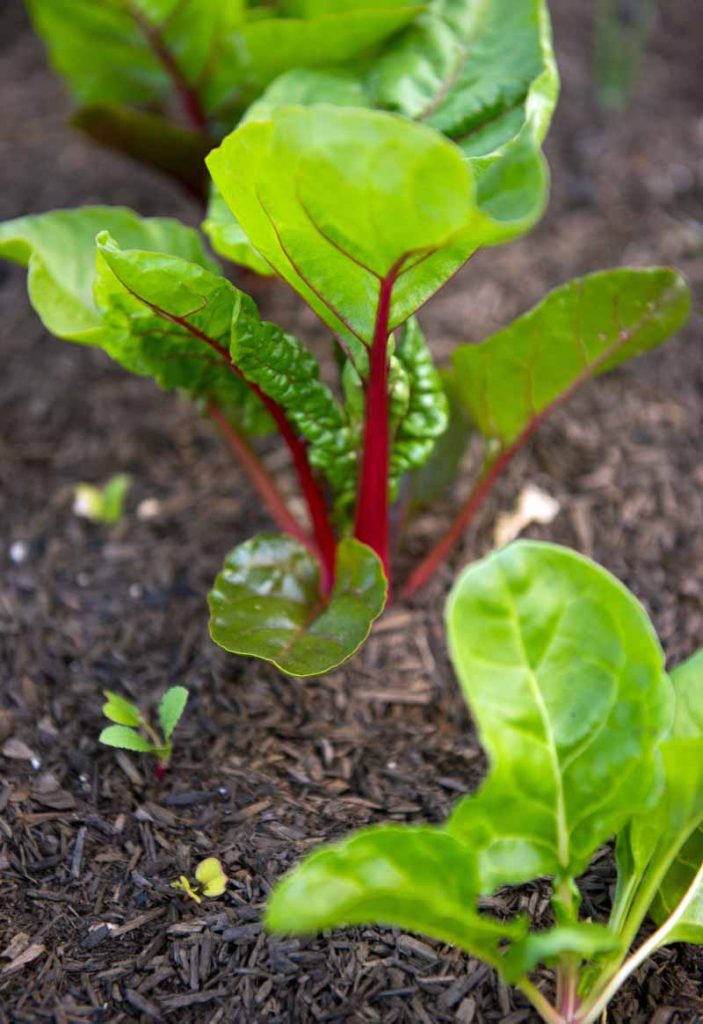 How to Plant and Grow Swiss Chard | Gardener's Path