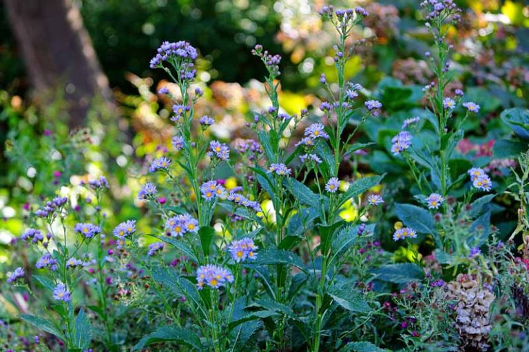 How to Grow and Care for Tatarian Aster | Gardener’s Path