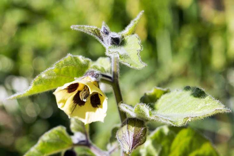 How to Plant and Grow Ground Cherries | Gardener’s Path