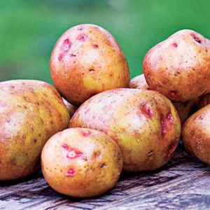 The Best 11 Potato Varieties to Grow at Home | Gardener’s Path