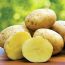 The Best 11 Potato Varieties to Grow at Home | Gardener’s Path