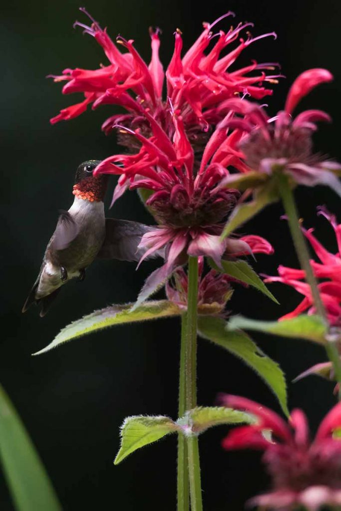 How to Plant and Grow Bee Balm (Monarda) | Gardener’s Path