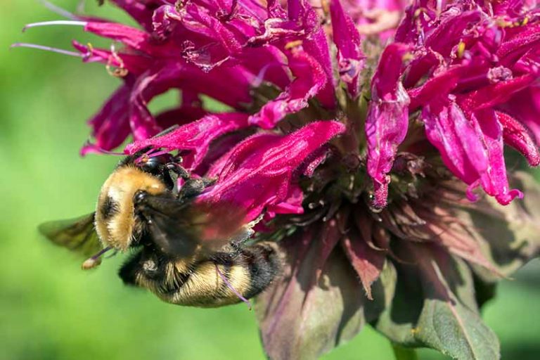 How to Plant and Grow Bee Balm (Monarda) | Gardener’s Path