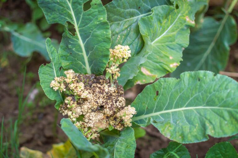 9 Cauliflower Head Disorders and How to Avoid Them