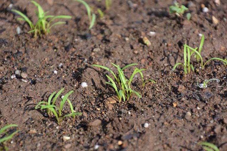 How to Plant and Grow Carrots in the Garden | Gardener’s Path