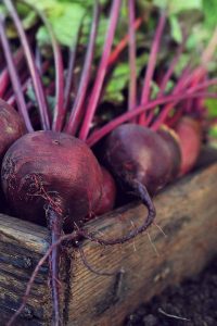 How and When to Harvest Beets | Gardener’s Path