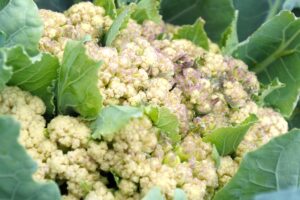 9 Cauliflower Head Disorders and How to Avoid Them