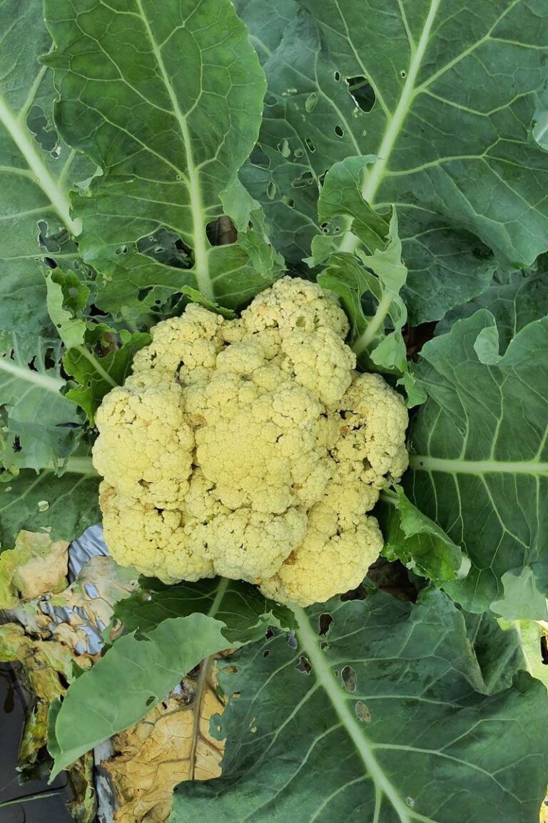 9 Cauliflower Head Disorders and How to Avoid Them