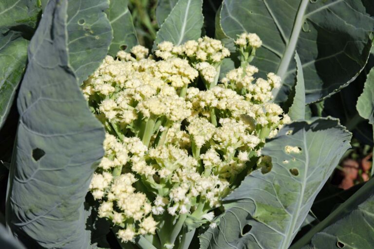 9 Cauliflower Head Disorders and How to Avoid Them