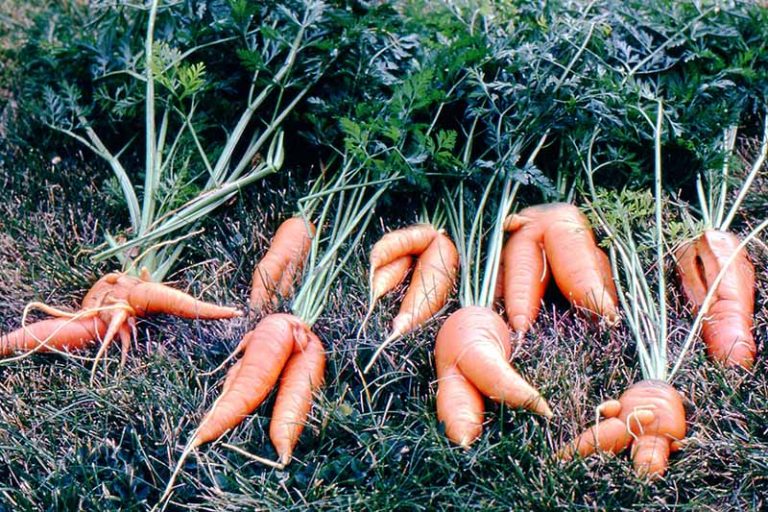 How to Plant and Grow Carrots in the Garden | Gardener’s Path