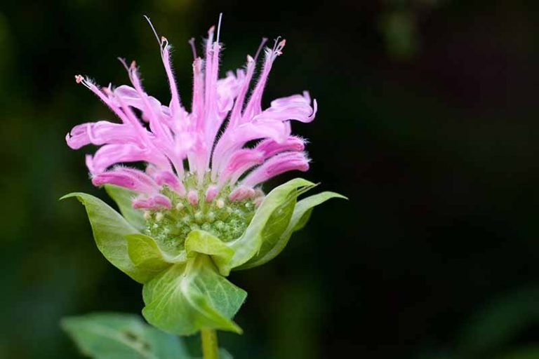 How to Plant and Grow Bee Balm (Monarda) | Gardener’s Path