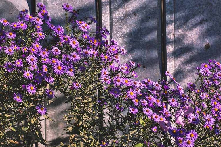 21 Tips for Managing Perennial Asters in the Garden | Gardener’s Path