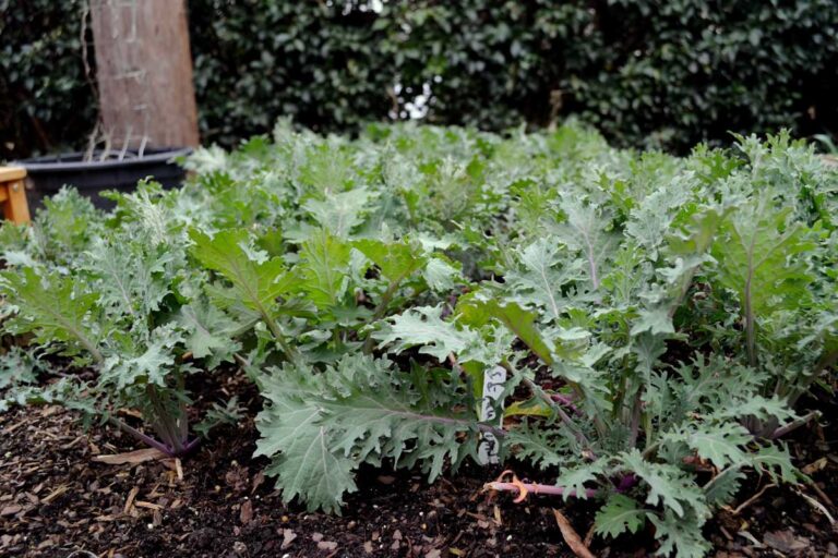 How to Grow Sweet and Tender Red Russian Kale