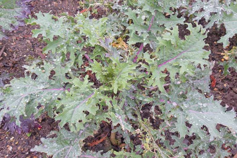 How to Grow and Harvest Red Russian Kale | Gardener’s Path