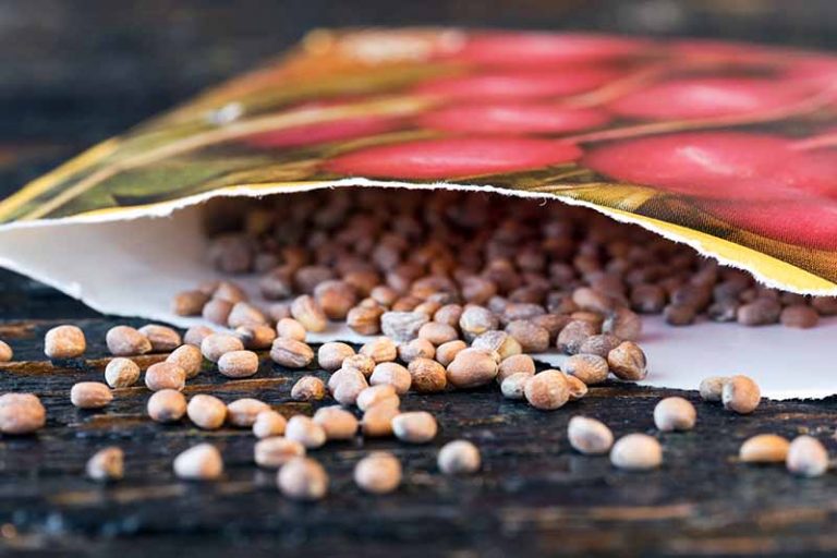 When to Plant Crops In Fall (Autumn Planting Guide)