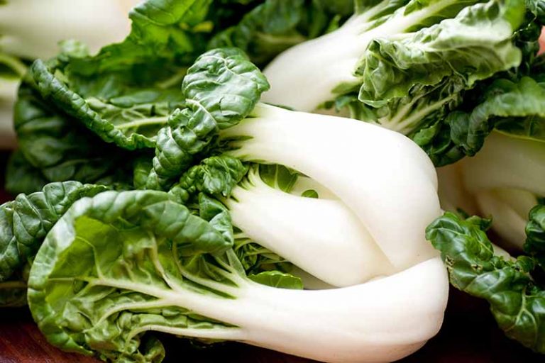 How to Plant and Grow Bok Choy | Gardener's Path