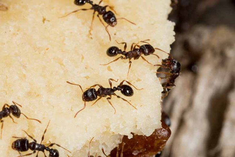 How to Eradicate a Pavement Ant Infestation | Gardener’s Path