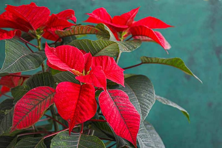 Poinsettia Flower Growing Guides, Tips, and Information