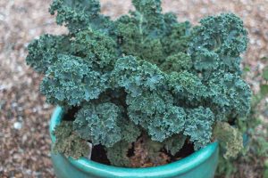 How to Grow Kale in Containers | Gardener's Path