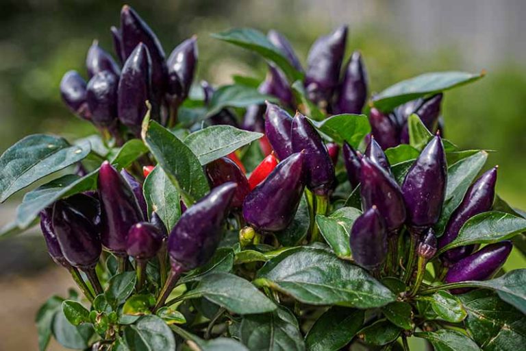 How to Grow Ornamental Peppers | Gardener’s Path
