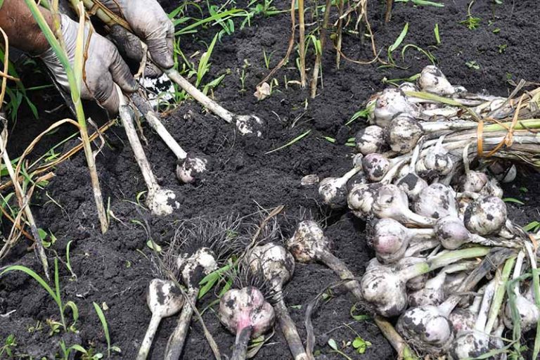 How to Plant and Grow Garlic | Gardener's Path
