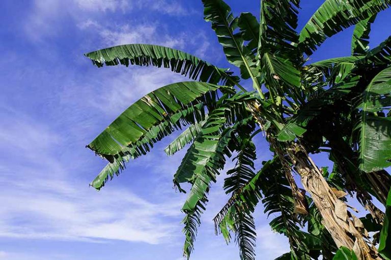 How to Overwinter Banana Plants | Gardener’s Path