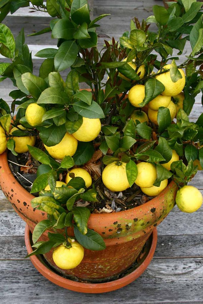 Learn How to Grow Citrus Trees Indoors | Gardener's Path