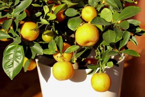 Learn How to Grow Citrus Trees Indoors | Gardener's Path