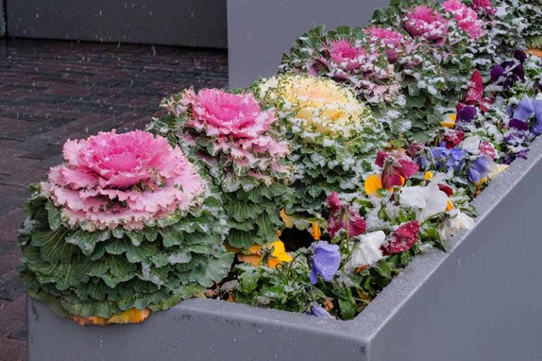 How to Grow Ornamental Flowering Kale | Gardener’s Path