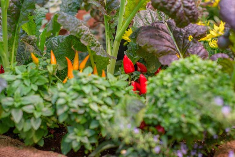How to Grow Ornamental Peppers | Gardener’s Path