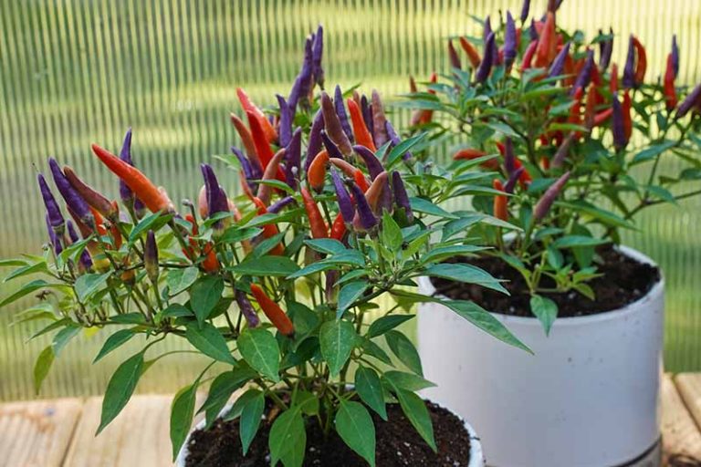 How to Grow Ornamental Peppers | Gardener’s Path