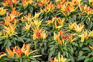 How to Grow Ornamental Peppers | Gardener’s Path