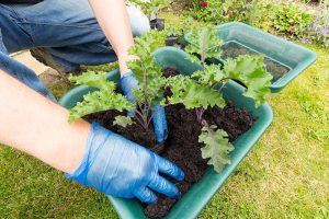 How to Grow Kale in Containers | Gardener's Path