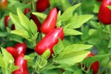 How to Grow Ornamental Peppers | Gardener’s Path