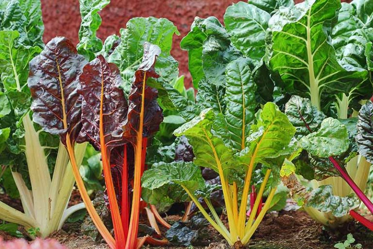9 of the Best Chard Varieties to Grow | Gardener’s Path