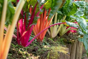 9 of the Best Chard Varieties to Grow | Gardener’s Path