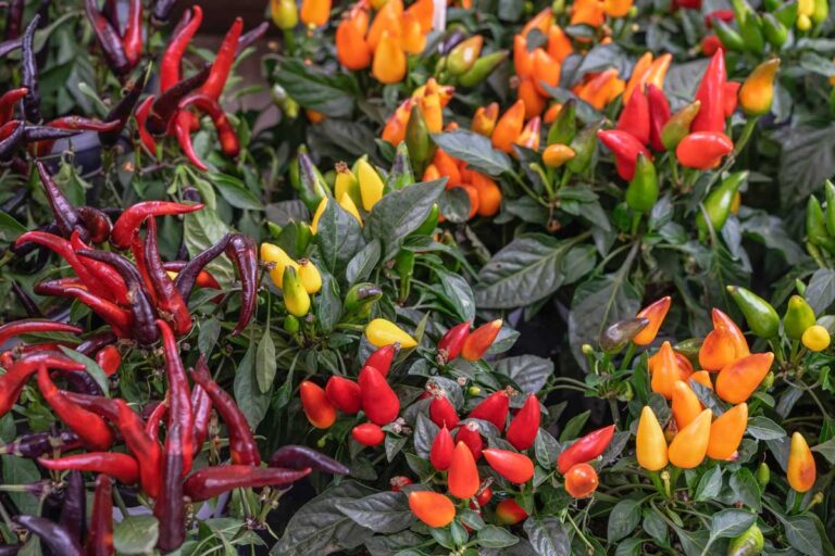 How to Grow Ornamental Peppers | Gardener’s Path