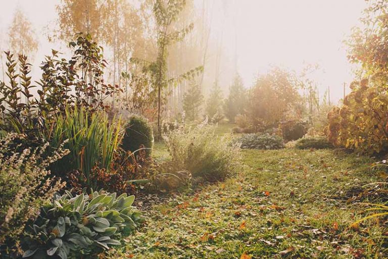 11 Winter Lawn Care Essentials | Gardener’s Path