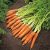 How to Grow Carrots in Containers | Gardener's Path