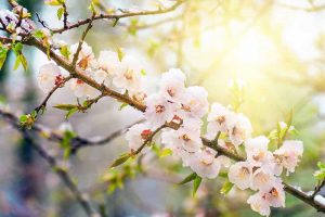 7 of the Best Cold Hardy Apricot Trees | Gardener's Path