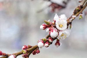7 of the Best Cold Hardy Apricot Trees | Gardener's Path