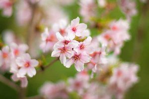 7 of the Best Cold Hardy Apricot Trees | Gardener's Path