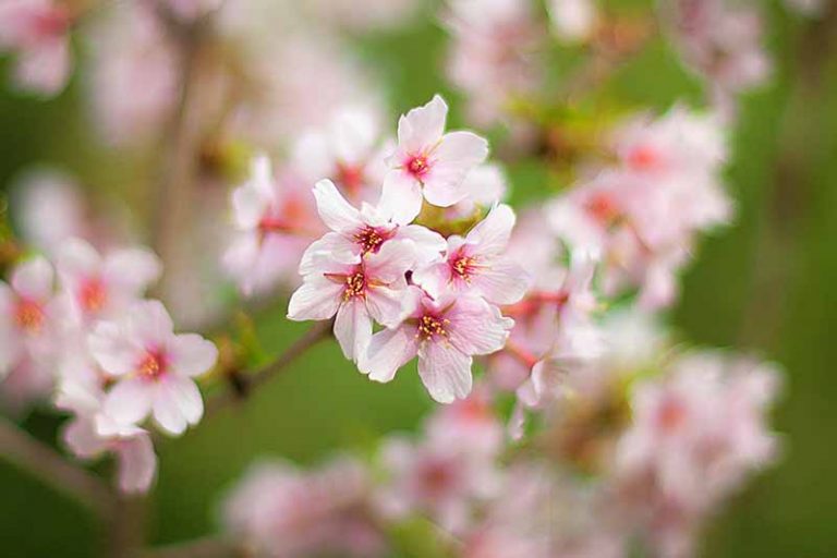 7 of the Best Cold Hardy Apricot Trees | Gardener's Path