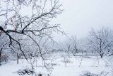 7 of the Best Cold Hardy Apricot Trees | Gardener's Path